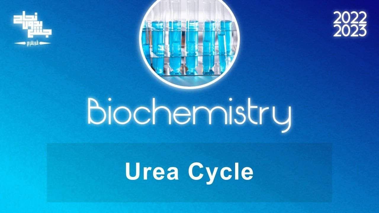 L1, Urea cycle, creatinine &creatinine metabolism, Biochemistry - YouTube