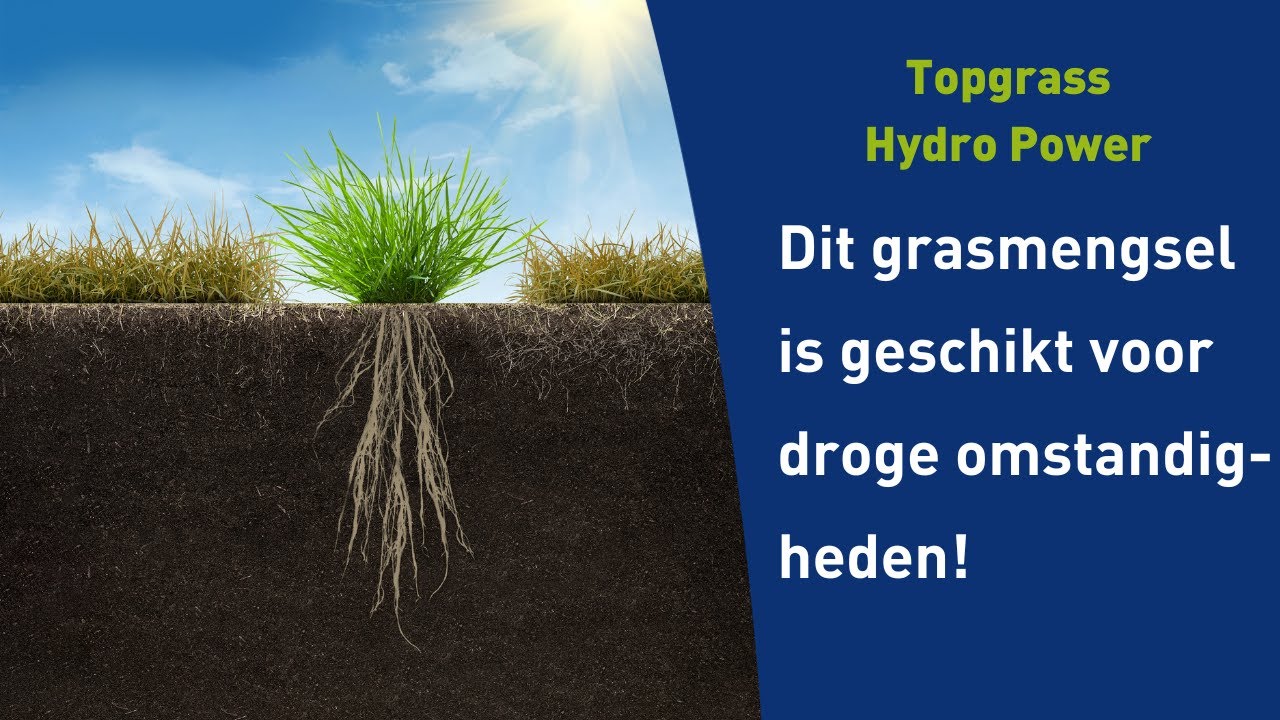 Hét grasmengsel wat ook in droge omstandigheden goed blijft produceren ...