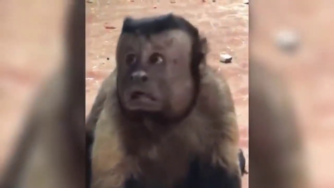 FUNNY COMPILATION: ANIMAL EDITION #1 - YouTube