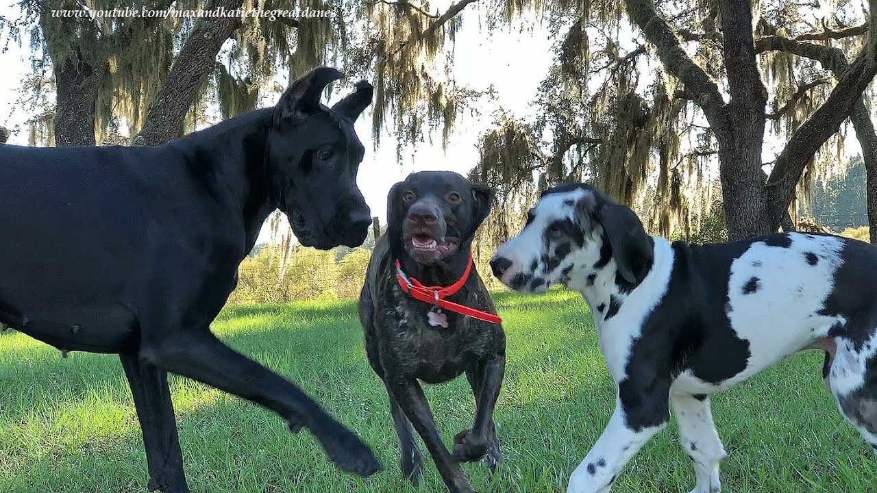 Joyful Great Dane Puppy and Pointer Play Date ~ Iphone 8 Plus Zoom ...