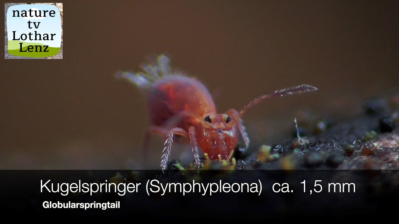 Kugelspringer (Symphypleona) ca. 1,5mm. Globular springtail - YouTube