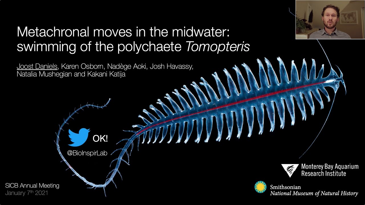 Swimming in Tomopteris - SICB 2021 presentation - YouTube
