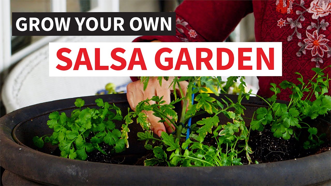 How To Make A Salsa Garden In Pot | Fasci Garden