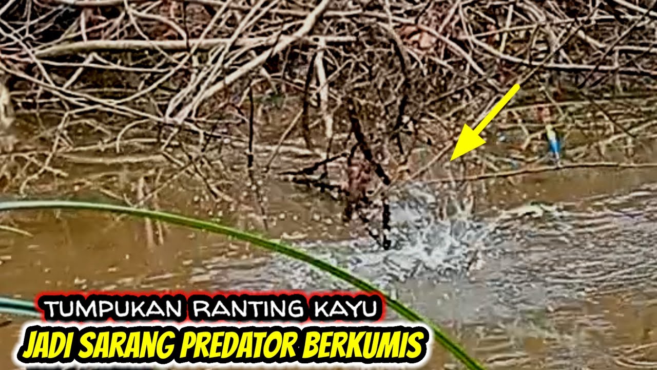 ASTAGA..!! Ternyata Tumpukan Ranting kayu ini Jadi Sarangnya Ikan Lele ...