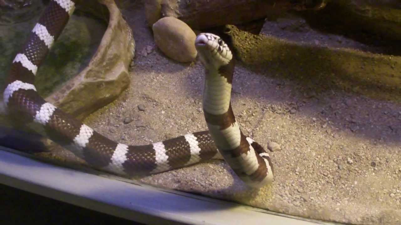 Lampropeltis getula californiae, serpiente rey CRARC.MTS - YouTube