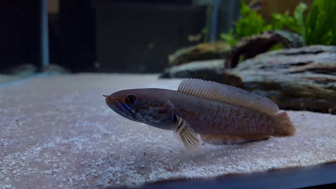 Rainbow Snakehead - YouTube