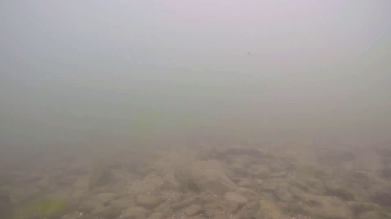 Sucker fish in Tainter Creek Wisconsin - YouTube