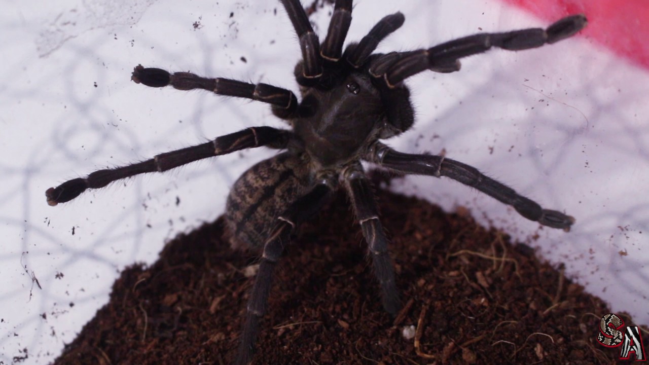 🕷 Haplopelma longipes y H. vonwirthi (Cyriopagopus vonwirthi y C ...