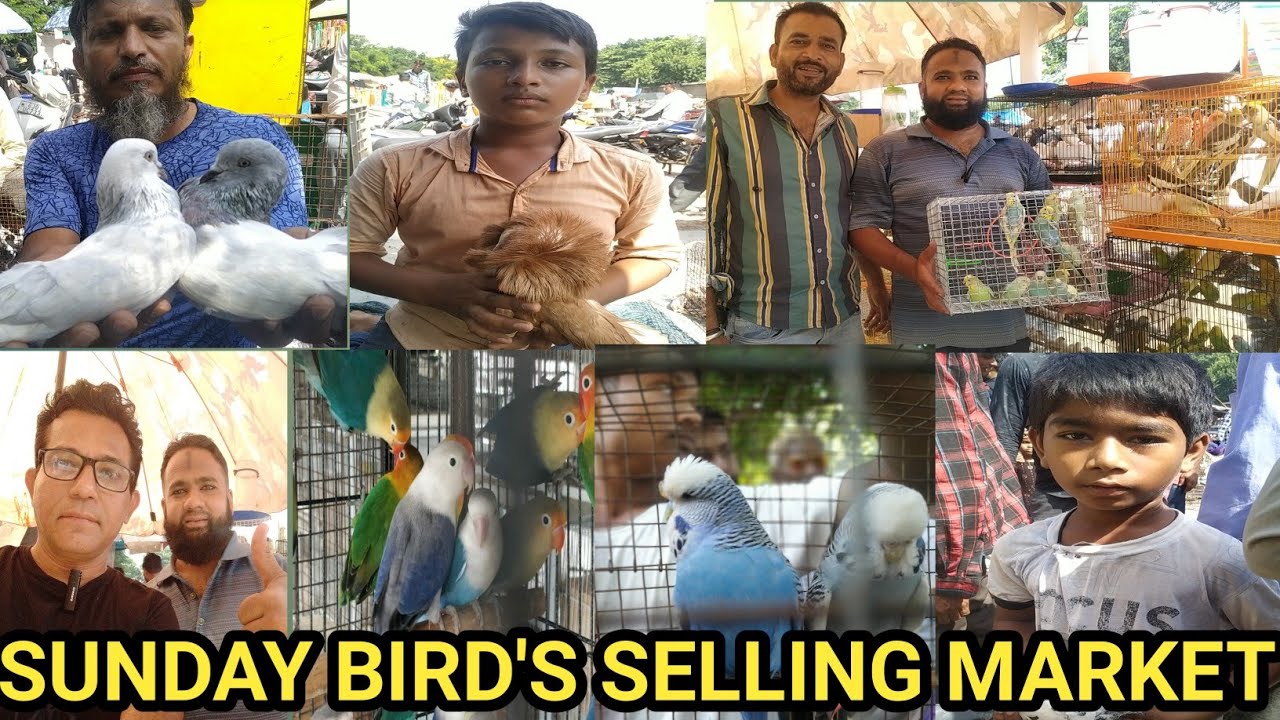 1|10|23 Aaj ki Sunday bird's selling market| Sunday bird's selling ...