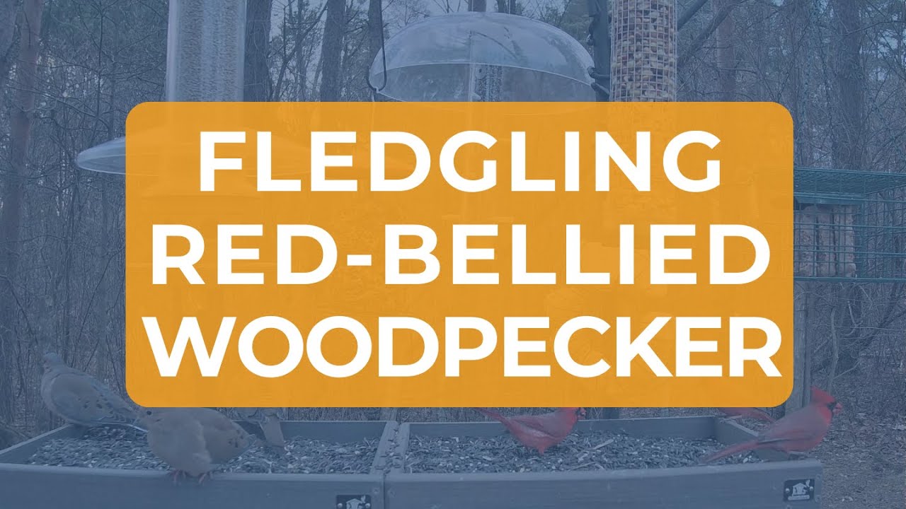 Fledgling Red-bellied Woodpecker - YouTube