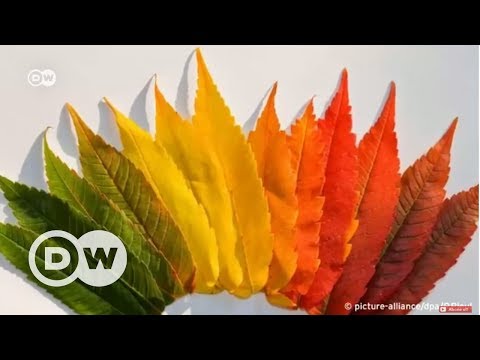 Neden yapraklar sonbaharda renk değiştirir? - DW Türkçe