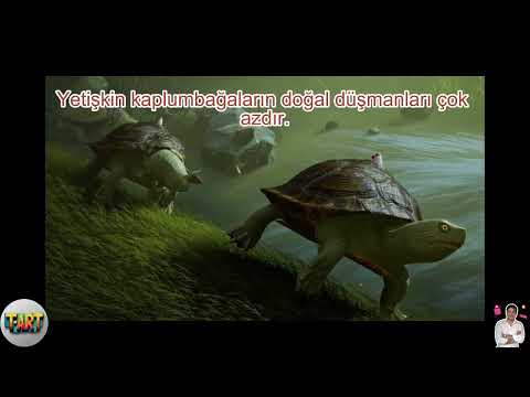 Kaplumbağaların Ömrü: İnsanları Kıskandıracak Kadar Kaplumbağalar Ne Kadar Yaşar?
