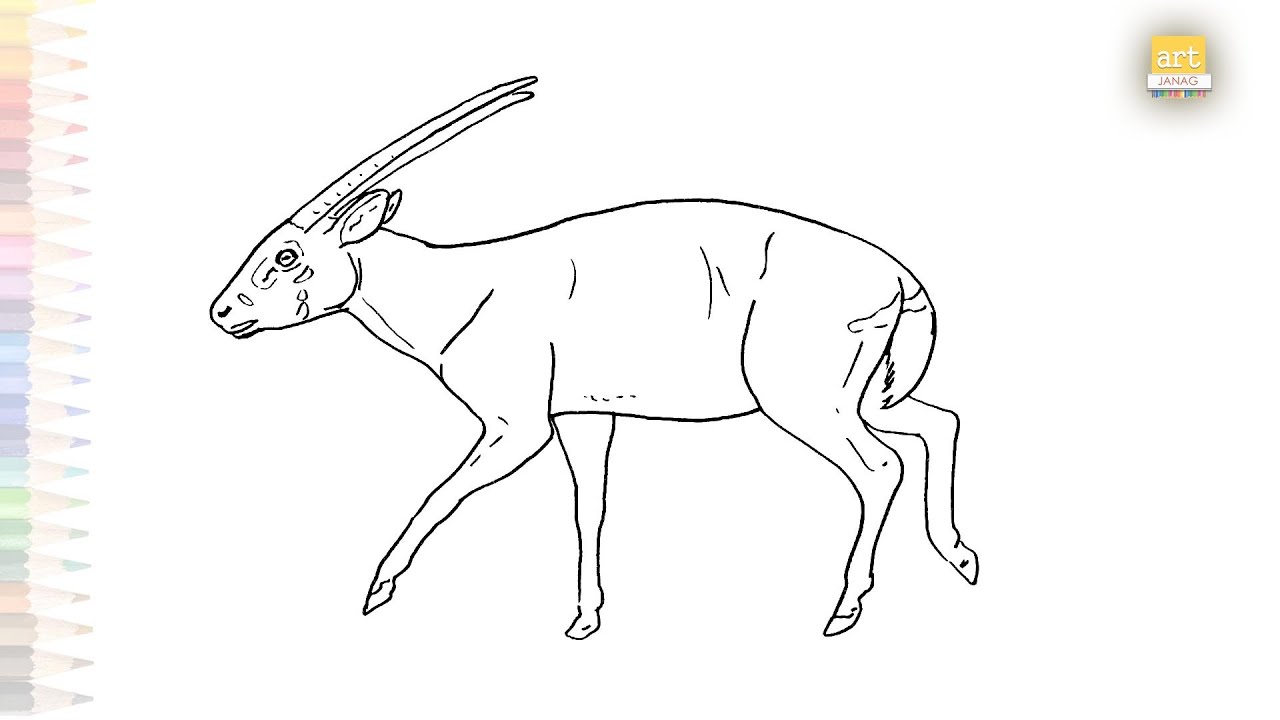 Saola outline drawing video | Asian unicorn drawings | How to draw ...