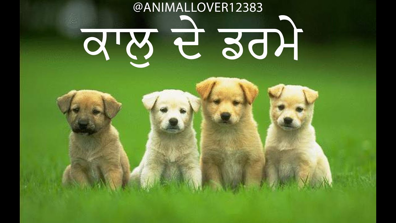 ਕਾਲੁ ਦੇ ਡਰਮੇ Dog | Kaalu Ji @animallover12383 - YouTube