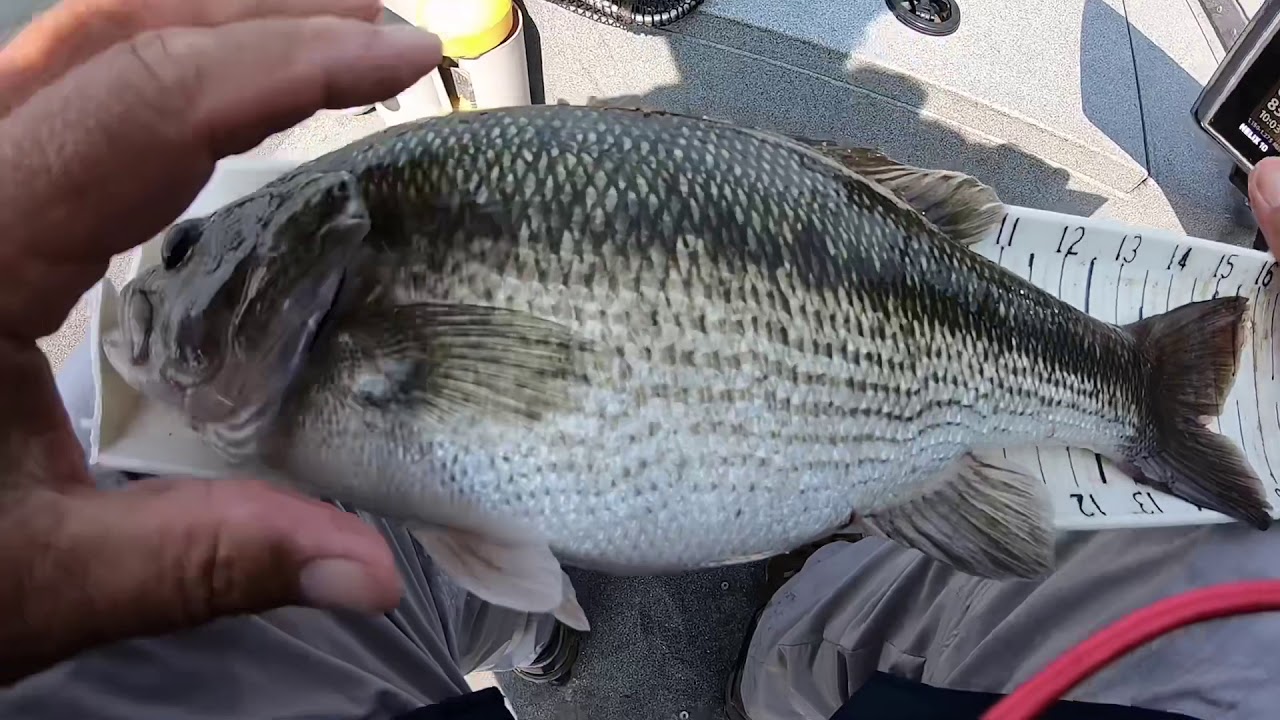 Kentucky Spotted Bass Action - YouTube