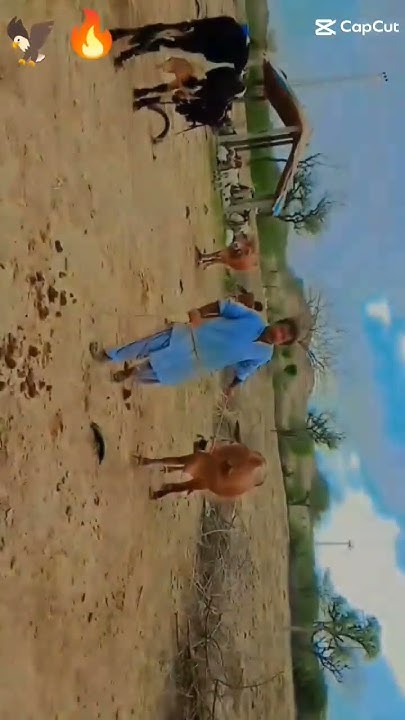 jokhio king 👑 46 king 👑 46 - YouTube