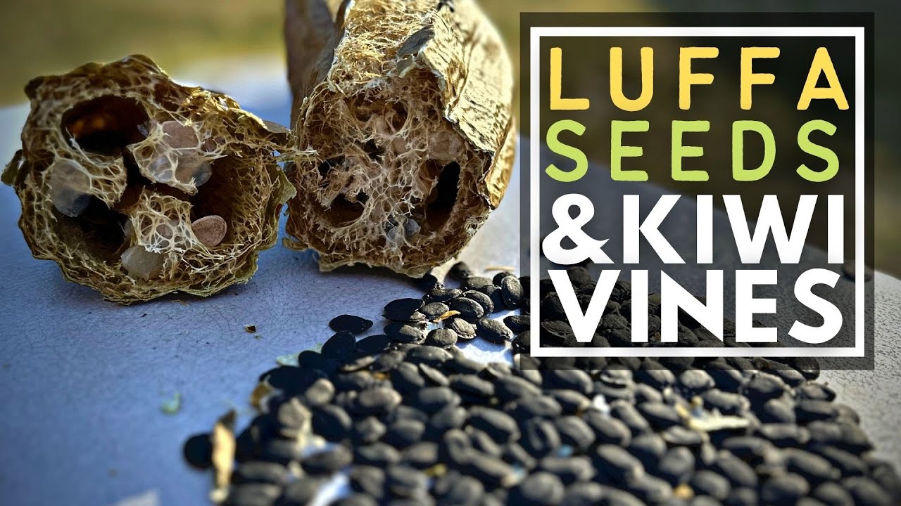 CRISPY DRY LUFFA GOURDS & GIVING OUR KIWI VINES A TRIM - YouTube