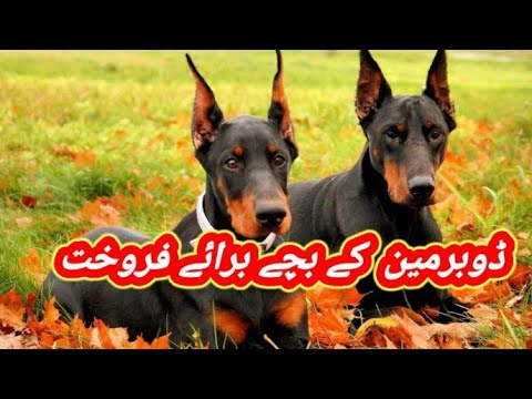 Doberman Dog Available For Sale In Pakistan | Dog Puppies | - YouTube