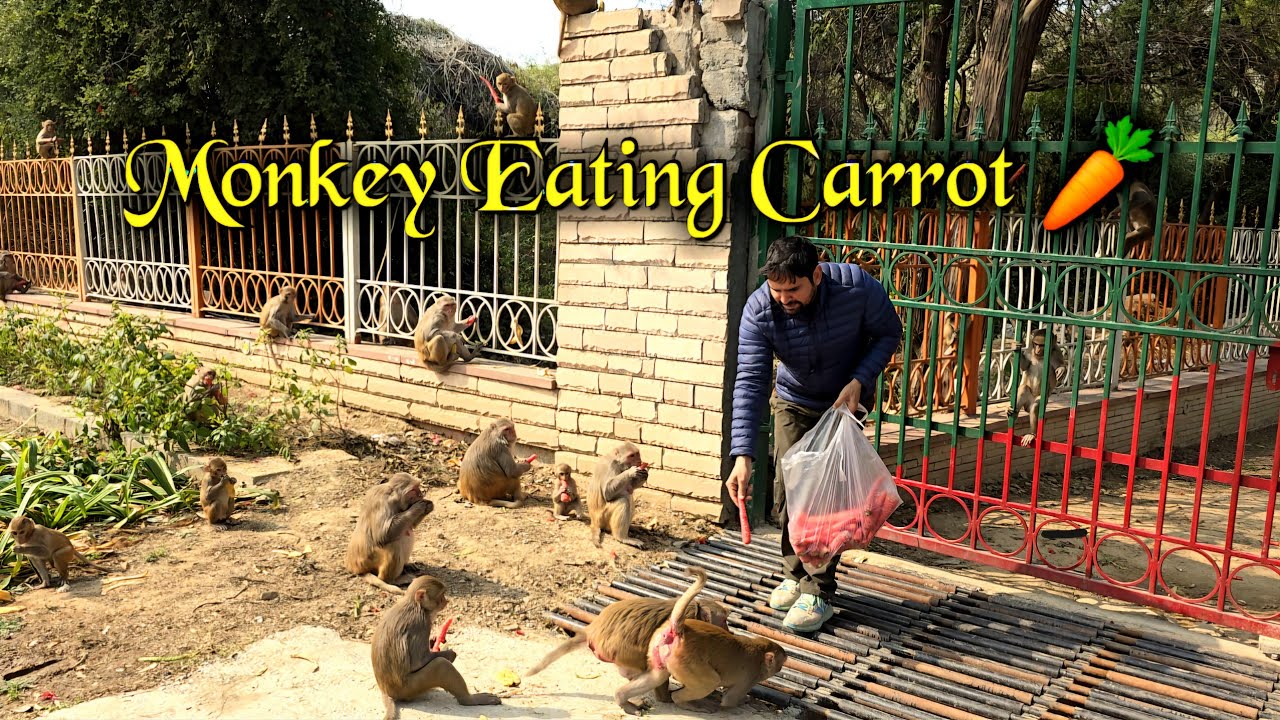 Monkey Eating 🥕 Carrot | Monkey Foods - YouTube