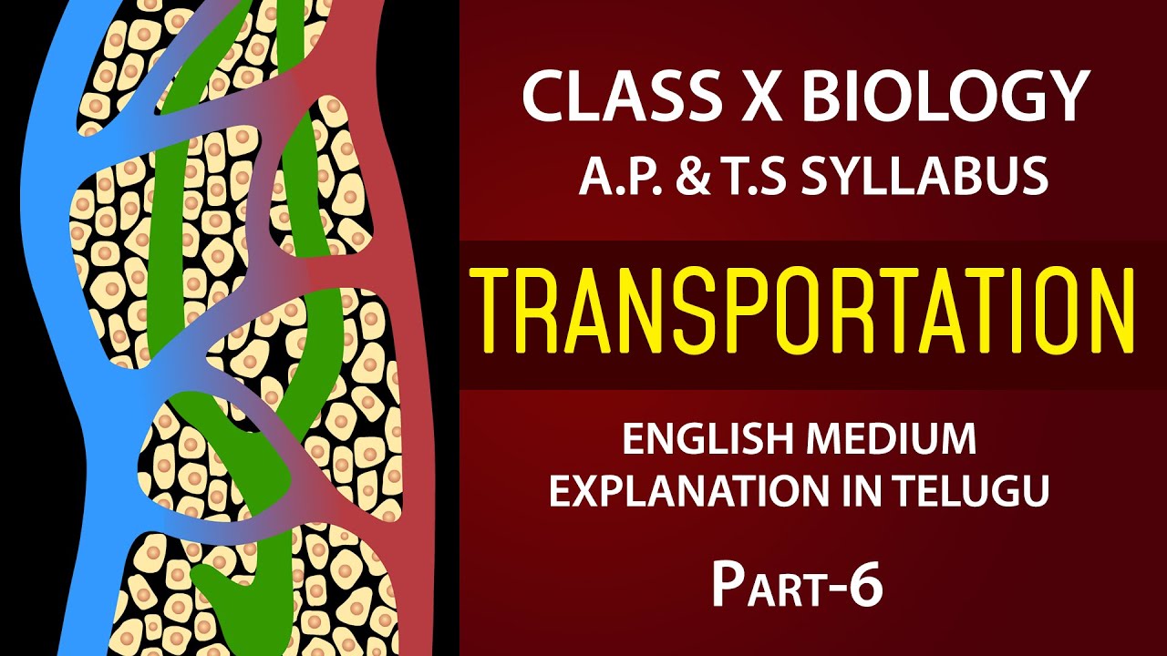 #Transportation |Lymphatic system |10th biology chapter 3| AP & TS ...