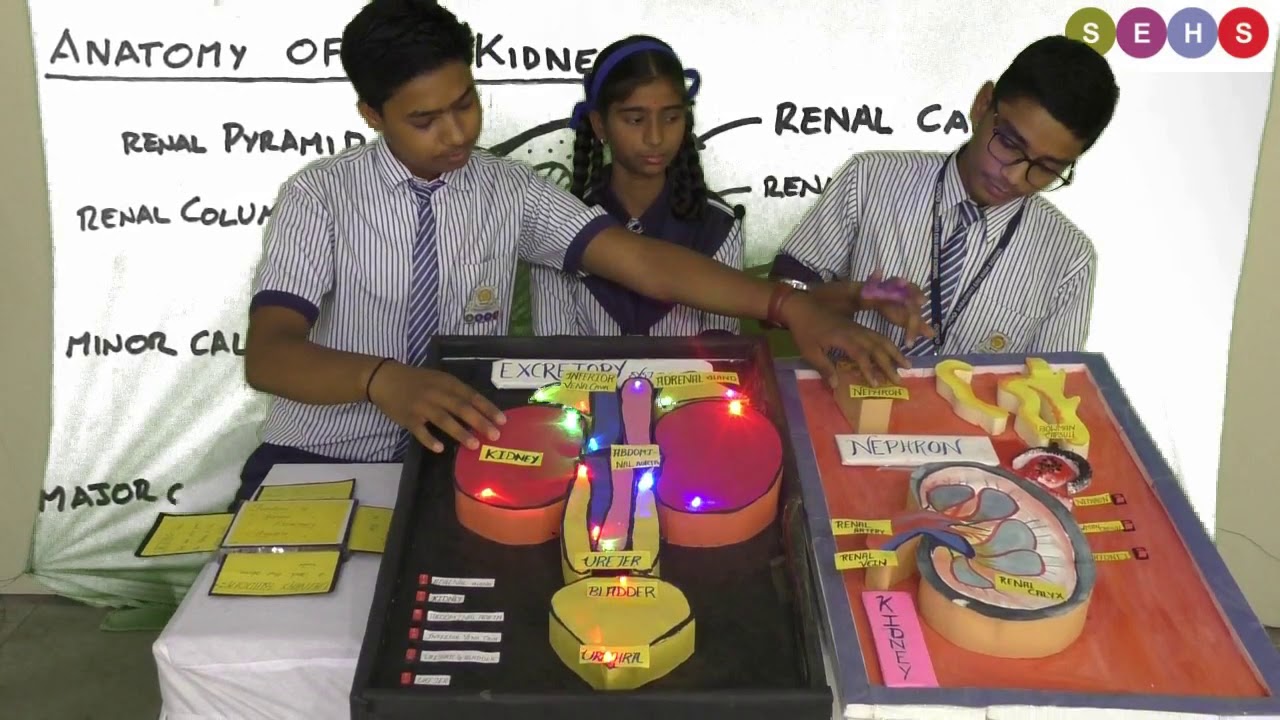 Science Exhibition 2020 - Human Excretory System - YouTube
