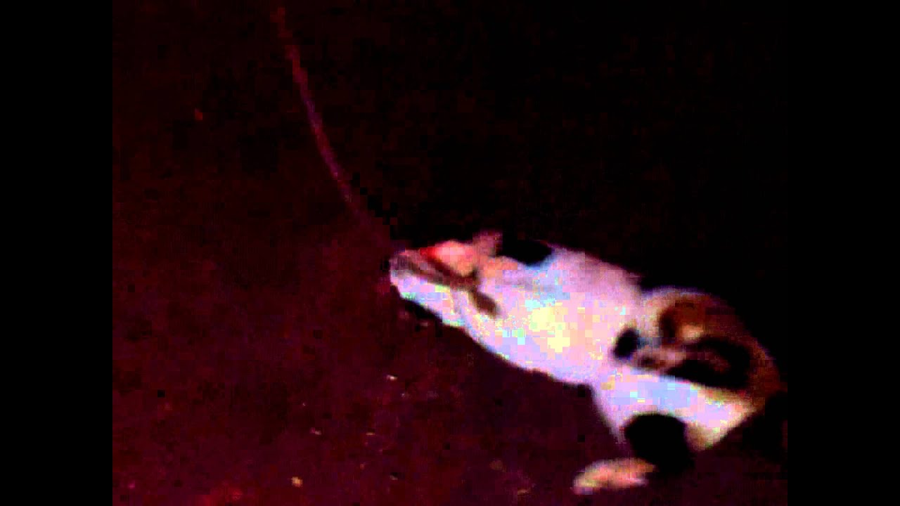 Kitty Cat Brat Killing Rope - YouTube