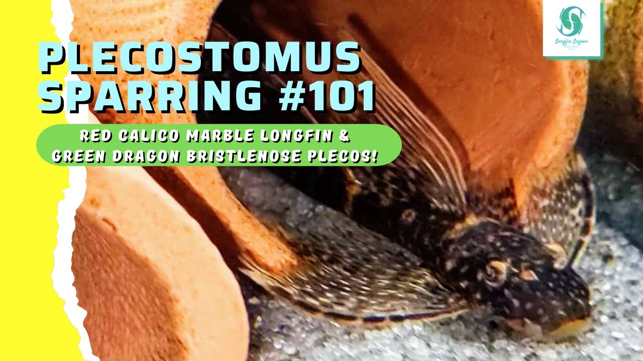 PLECO SPARRING!! Red Calico Longfin & Green Dragon Bristlenose Plecos ...