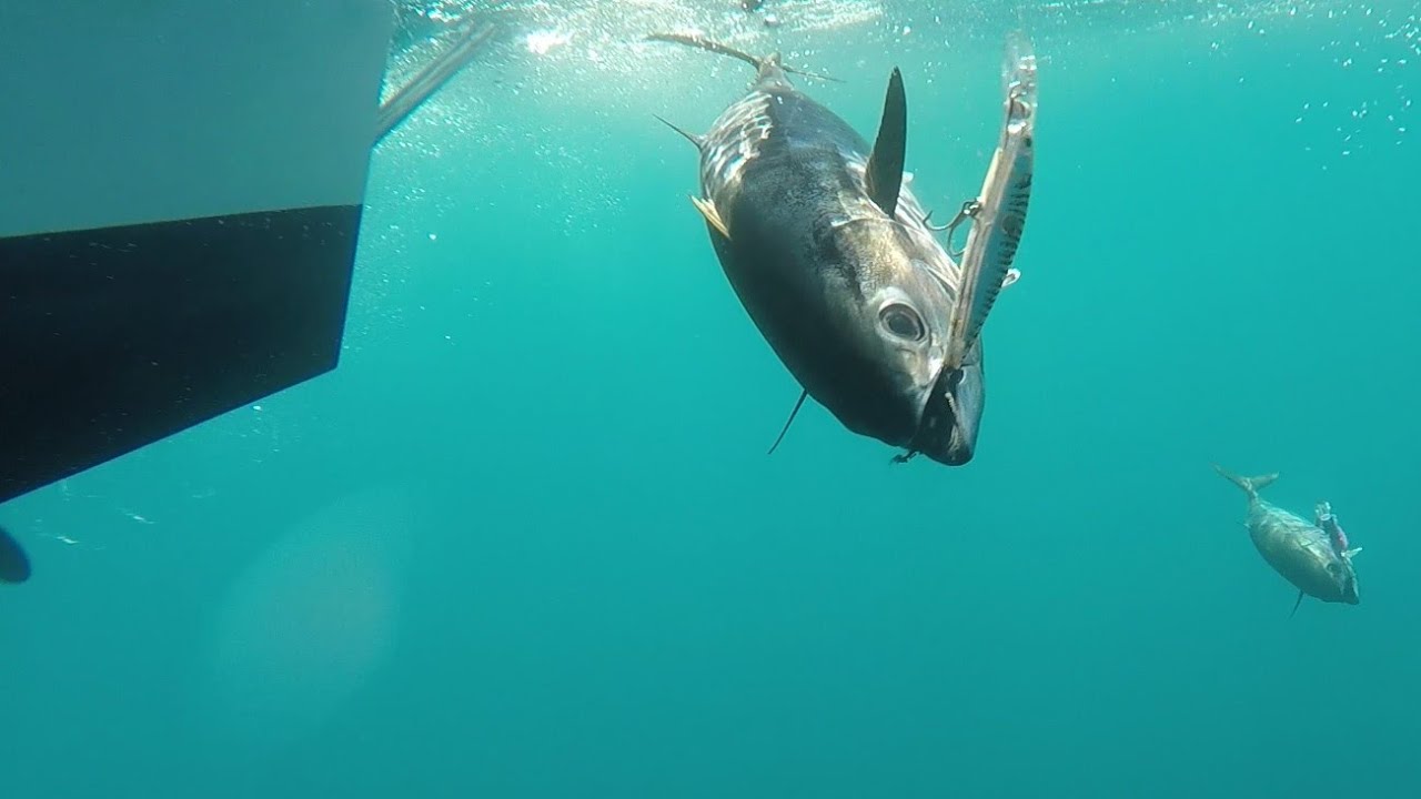 Le meraviglie della pesca a traina d'altura - YouTube