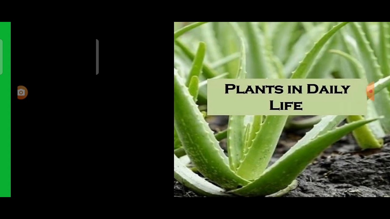 STD VI SCIENCE UNIT 5 PLANTS IN DAILY LIFE - YouTube