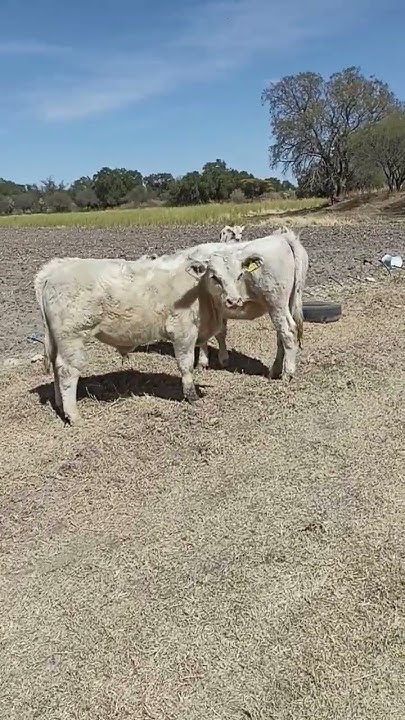 vacas charolais - YouTube