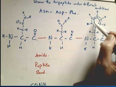 Drawing polypeptides - YouTube