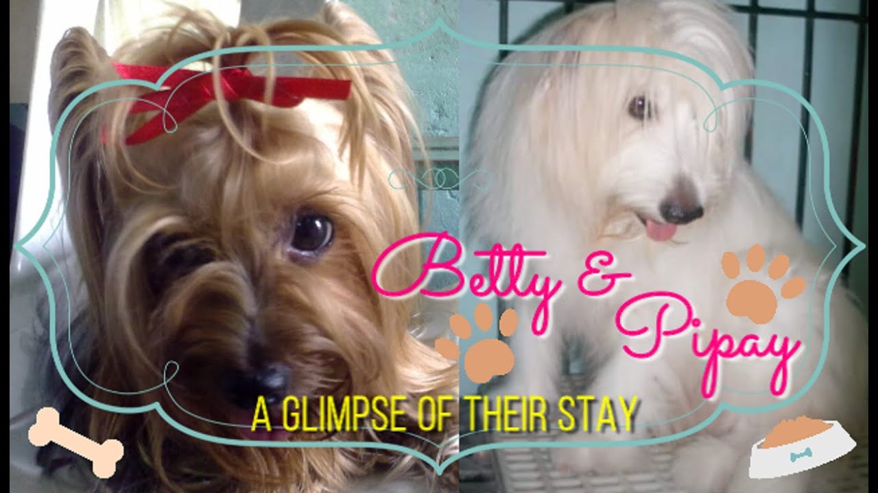Betty & Pipay - A glimpse of their stay | A Yorkie & a cross breed ...