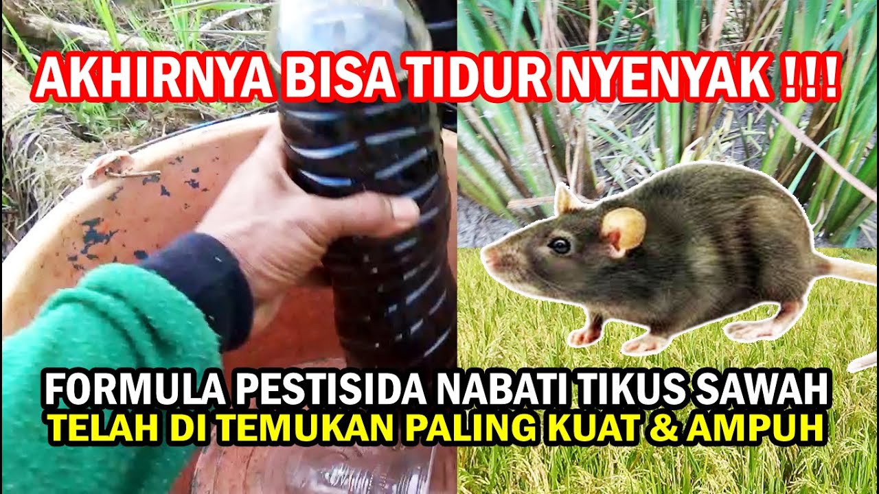 AKHIRNYA !!! FORMULA PESTISIDA NABATI PENGUSIR TIKUS SAWAH PALING KUAT ...