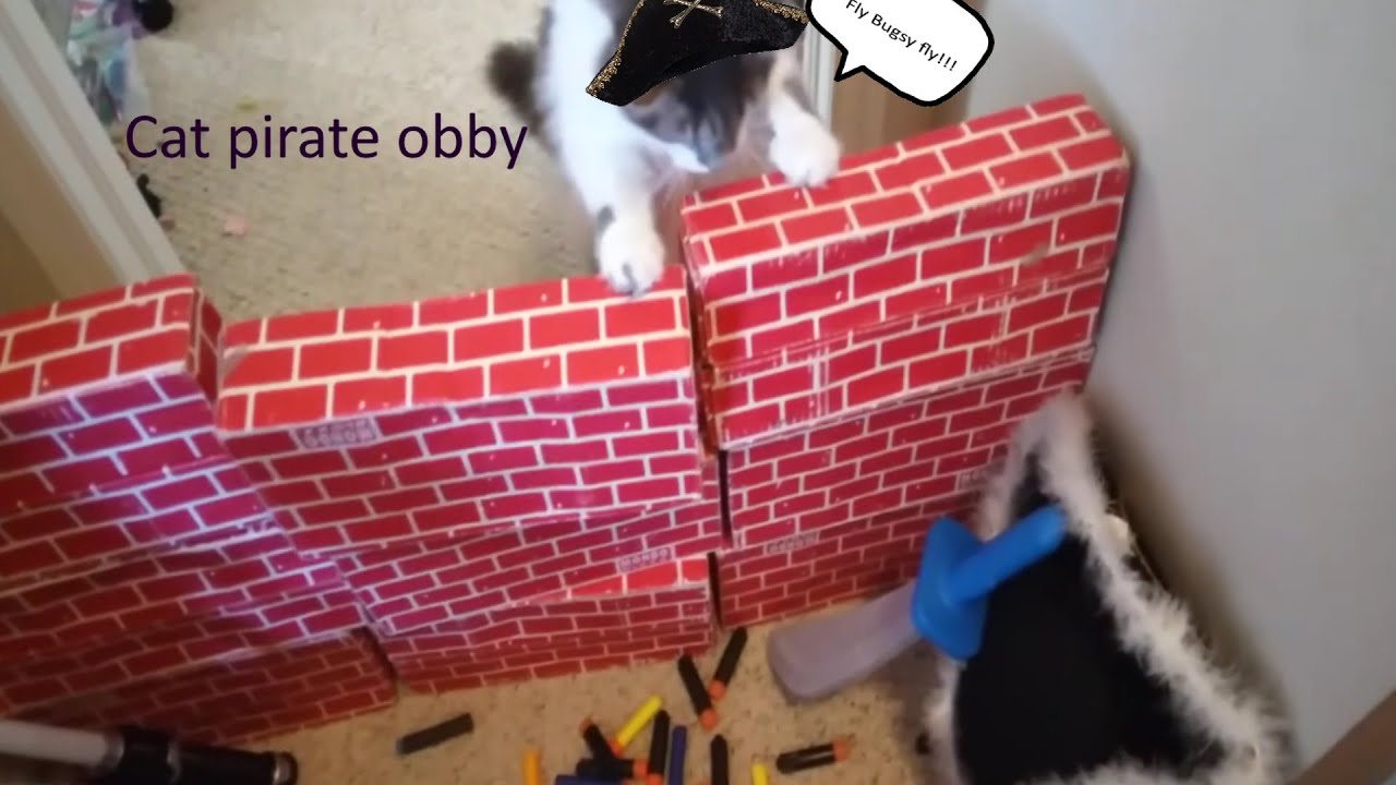 Cat Pirate Obby! (Cat obstacle course) - YouTube