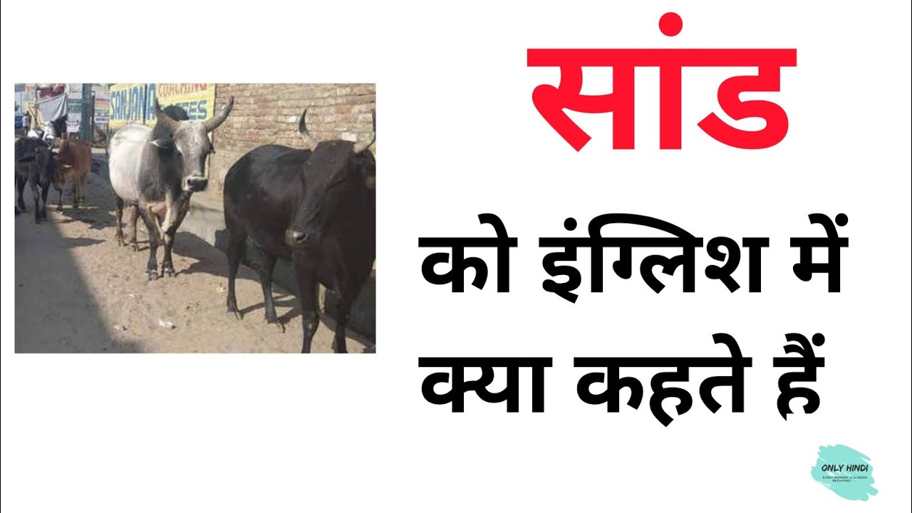 सांड को इंग्लिश में क्या कहते हैं | saand ko english mein kya kahate ...