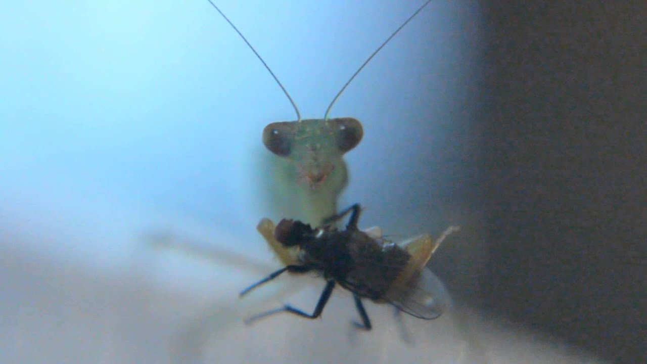 Giant Malaysian Shield Mantis Nymph - Catching & Eating Prey (FULL HD ...