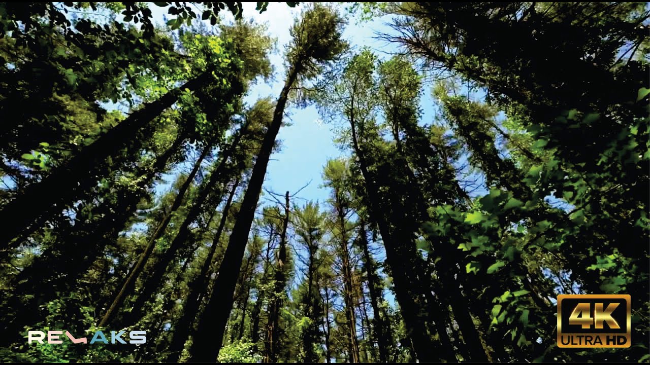 Wind in the woods 🎋 Gentle Wind In The Trees Relaxing Ambient music to ...