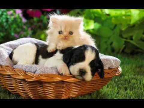 MERSINLI ISMAIL DAYAN YÜREGIM