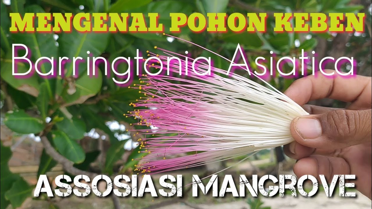 Petualangan Jelajah Mangrove Barringtonia asiatica || Pohon keben ...