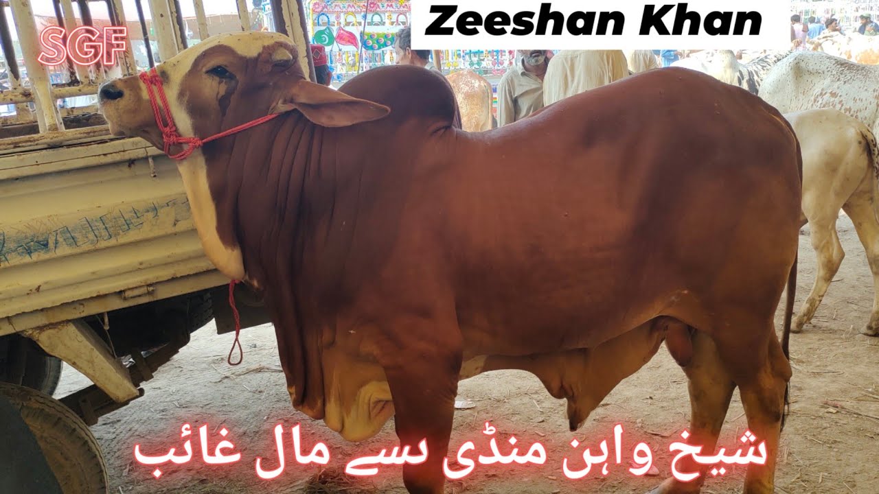 SheikhWan Mandi Sy Mal Gaib (Sultan Goat Farm) Zeeshan Khan - YouTube
