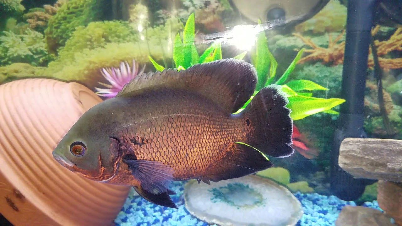 My 7" Copper/Red Oscar fish ROSCOE - YouTube