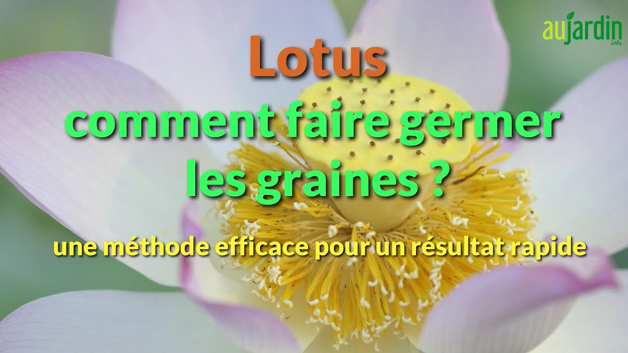 Le LOTUS, comment FAIRE GERMER ses GRAINES ? - YouTube