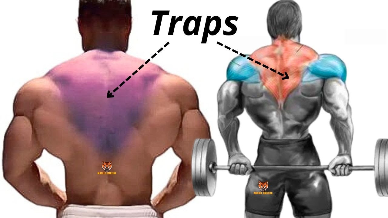 TRAPS WORKOUT- 5 BEST TRAPS EXERCISES AT GYM - YouTube