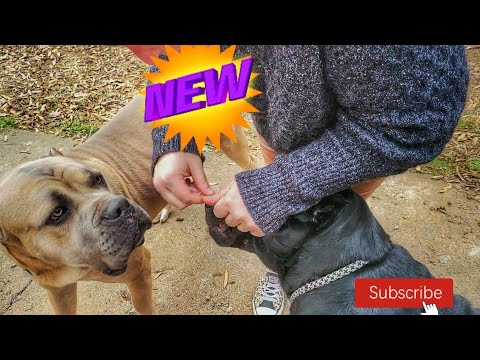 How to collect DNA from your dog for AKC. - YouTube
