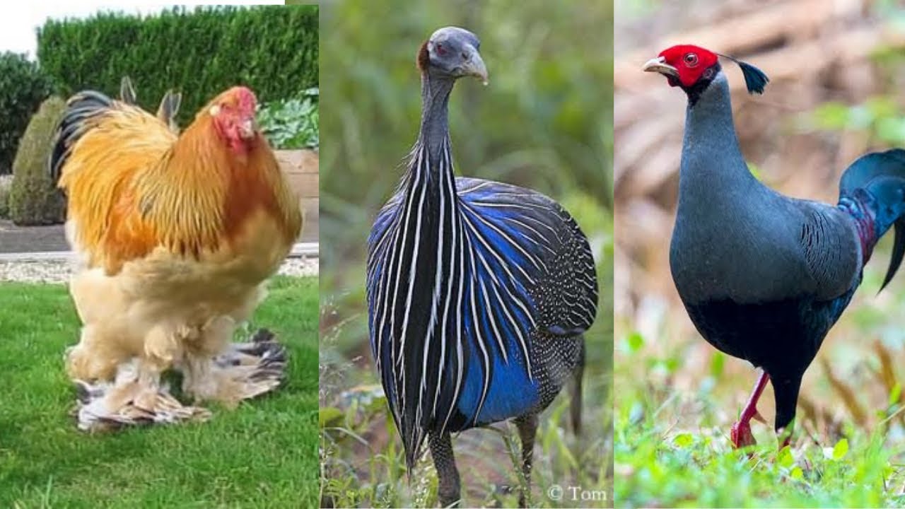 বর্তমানে আবহাওয়ার কারণে মুরগিগুলোর খুব বেহাল অবস্থা (fancy chicken ...