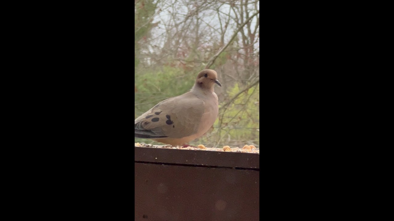 Dove eats and walks around - YouTube