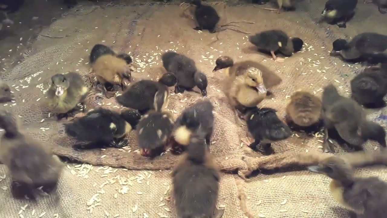 How Duck Farming make Million Eggs Duck Processing Line - Modern ...