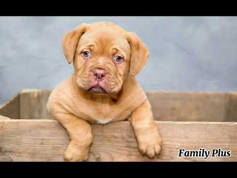 live wallpaper with animals. live photo. 3d photo. Animated wallpaper. #12