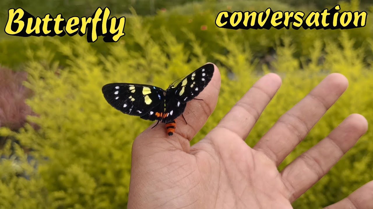 🦋 Best Friends Forever: How Butterflies Form Social Bonds 🦋 - YouTube