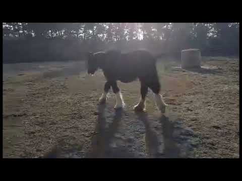 shire filly - YouTube